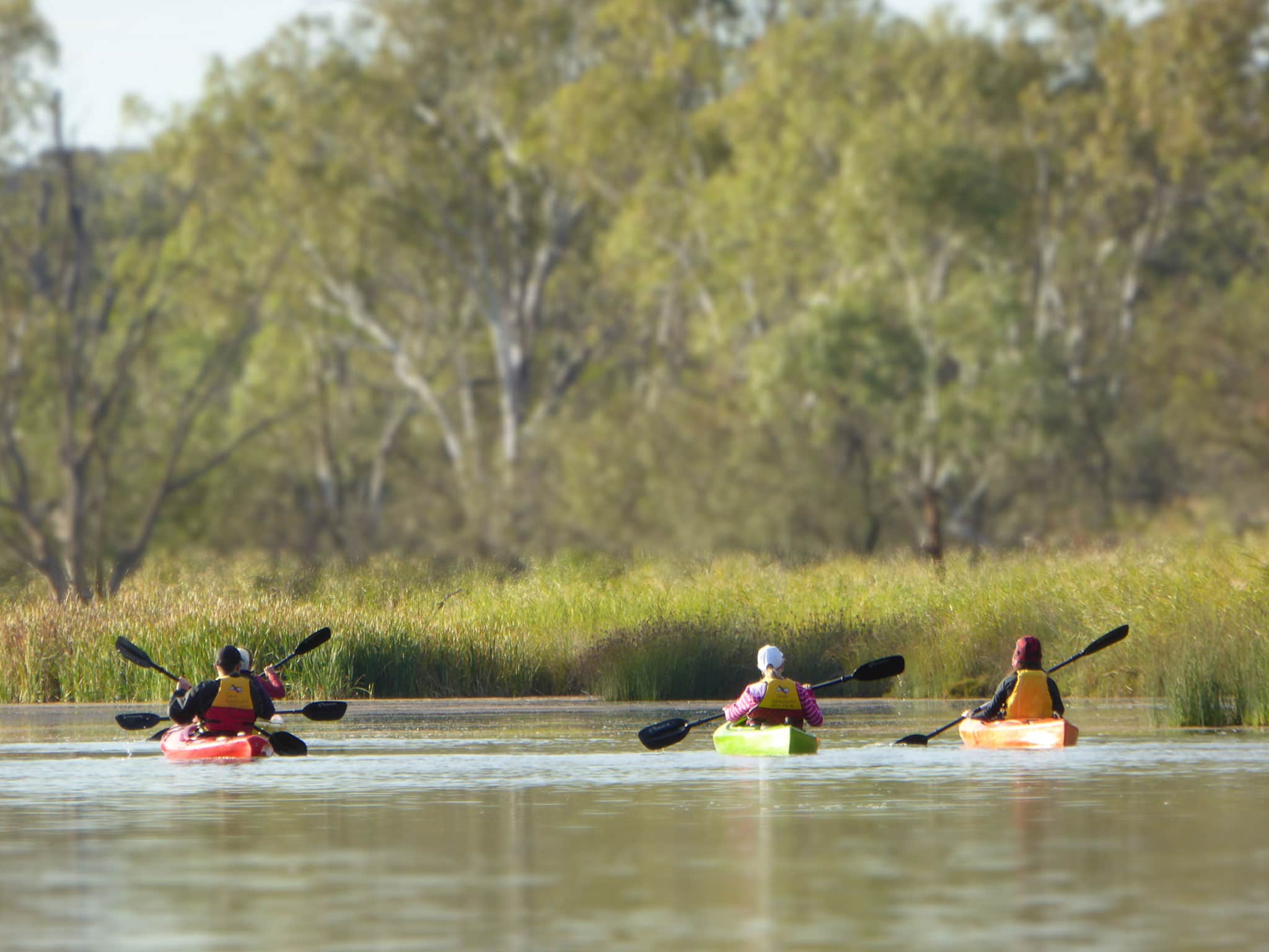 Exploring new territory at Yabby Creek near Loxton - Canoe Adventures